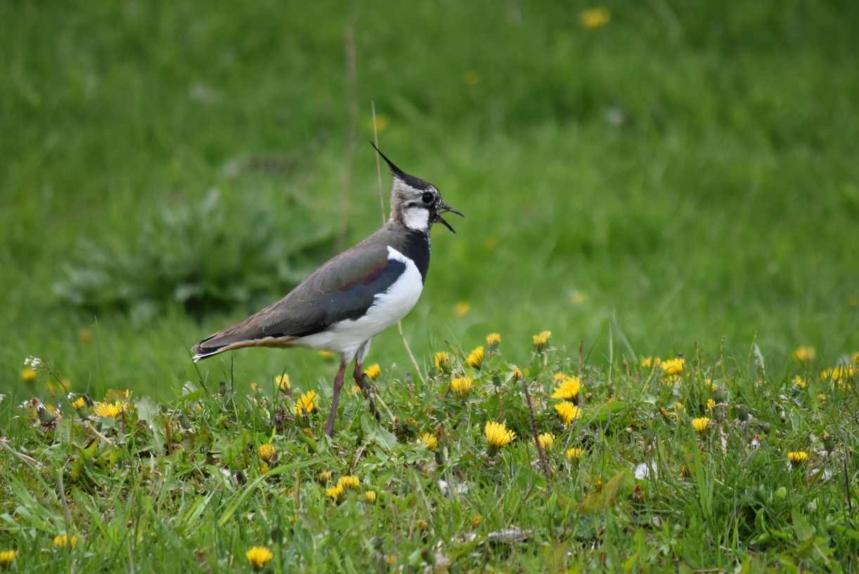 Angry Bird | Instaology